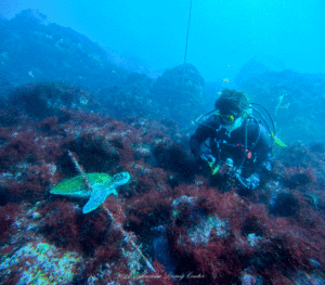 赤沢は春！ | 赤沢ダイビングセンター